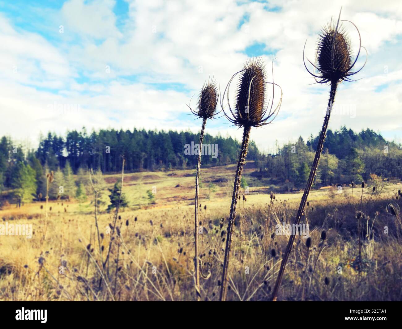Wild teasel growing in a field near Eugene, Oregon, USA Stock Photo - Alamy