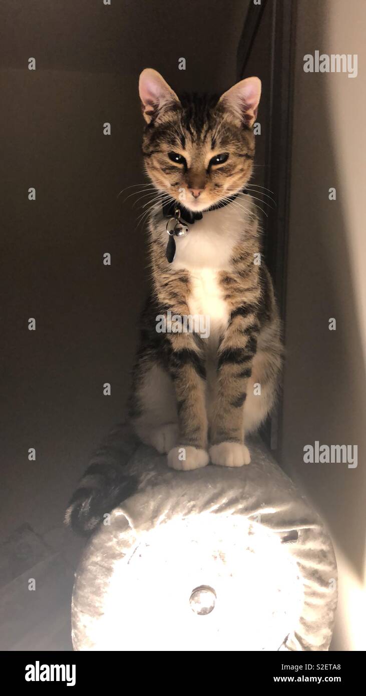 Kitty can hi-res stock photography and images - Alamy