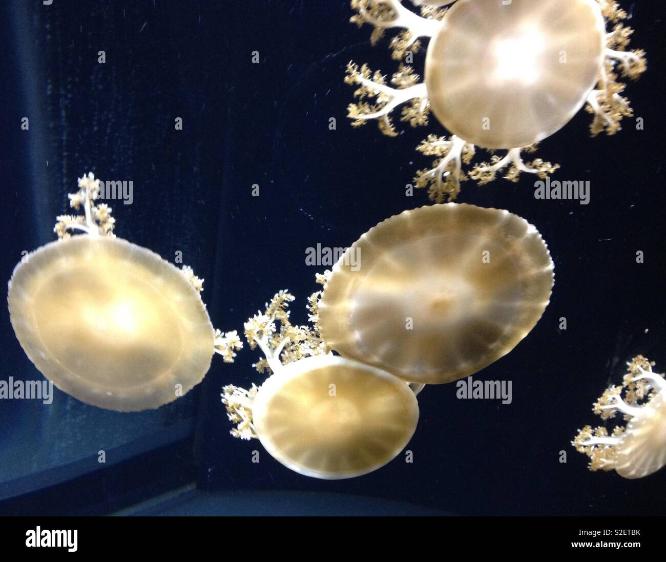 Jellyfish like hi-res stock photography and images - Alamy