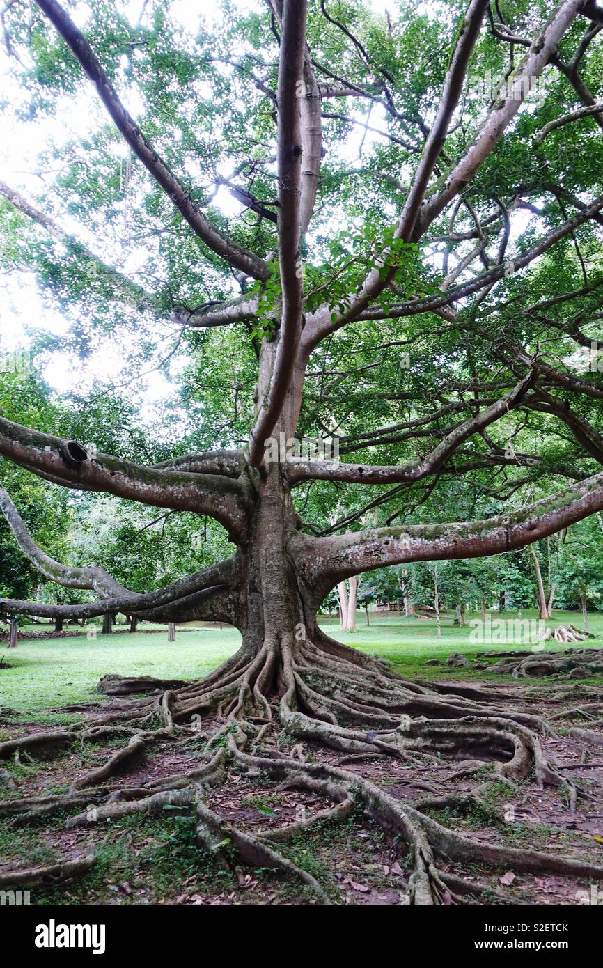 Awesome tropical tree standing alone. Very special roots over the earth ...
