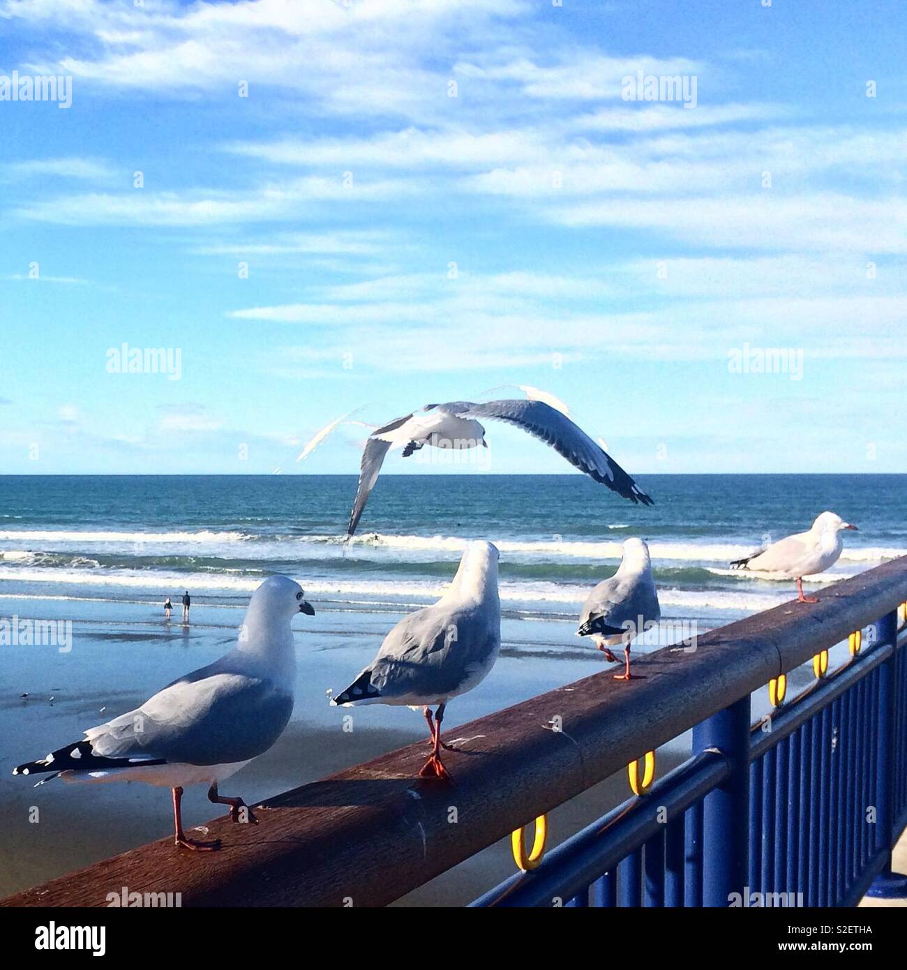 Seagulls on pier Stock Photo - Alamy