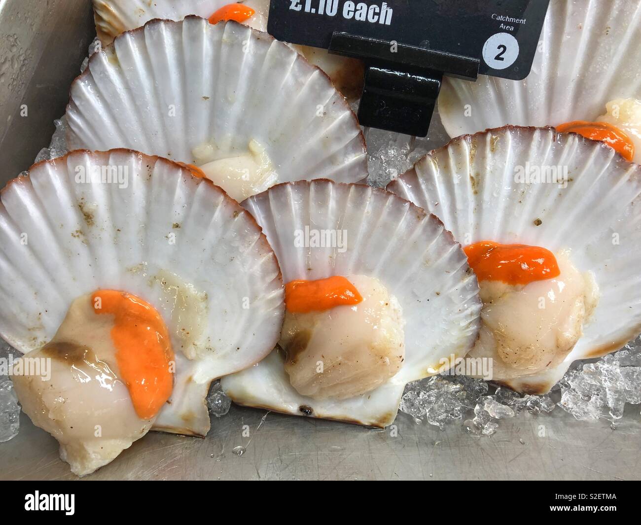 Fresh scallops on the shell Stock Photo - Alamy