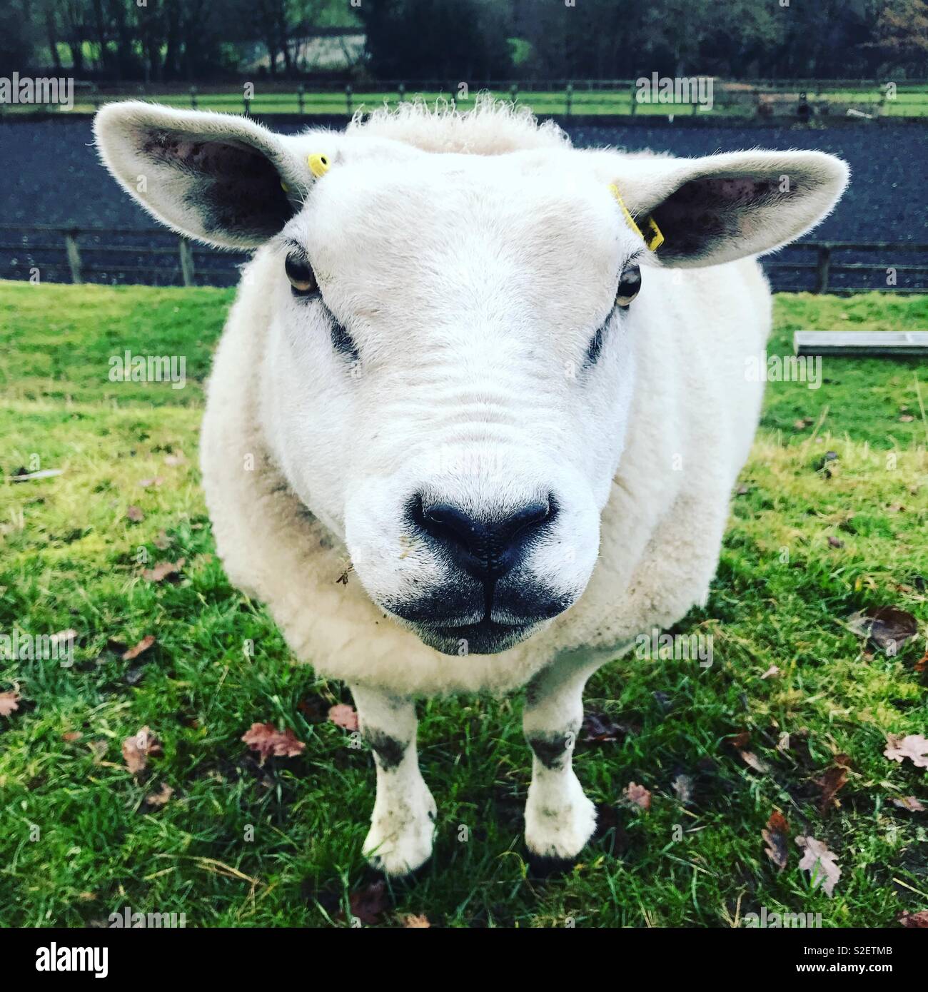 Sheep snout hi-res stock photography and images - Alamy