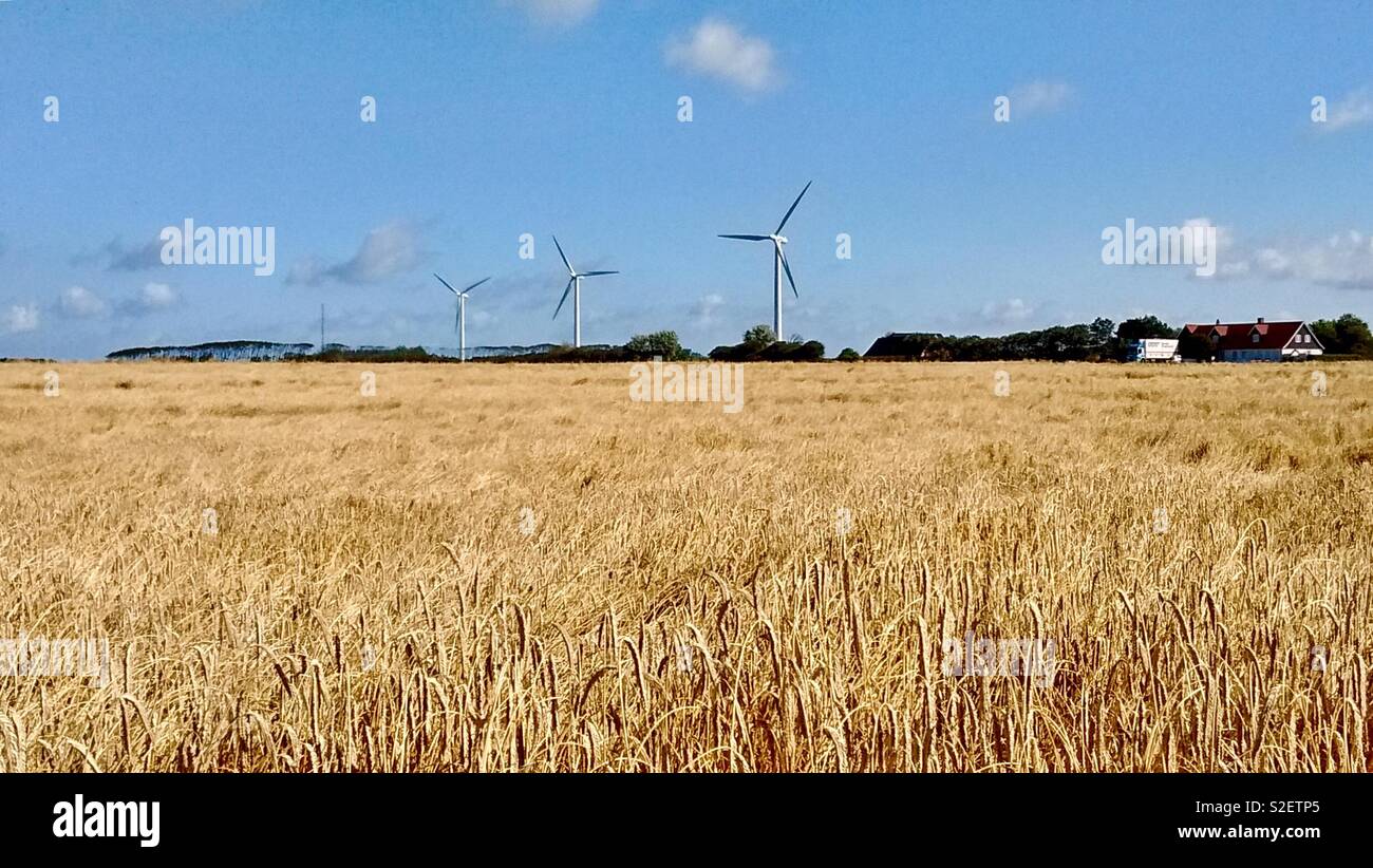 Danish wheat field hi-res stock photography and images - Alamy