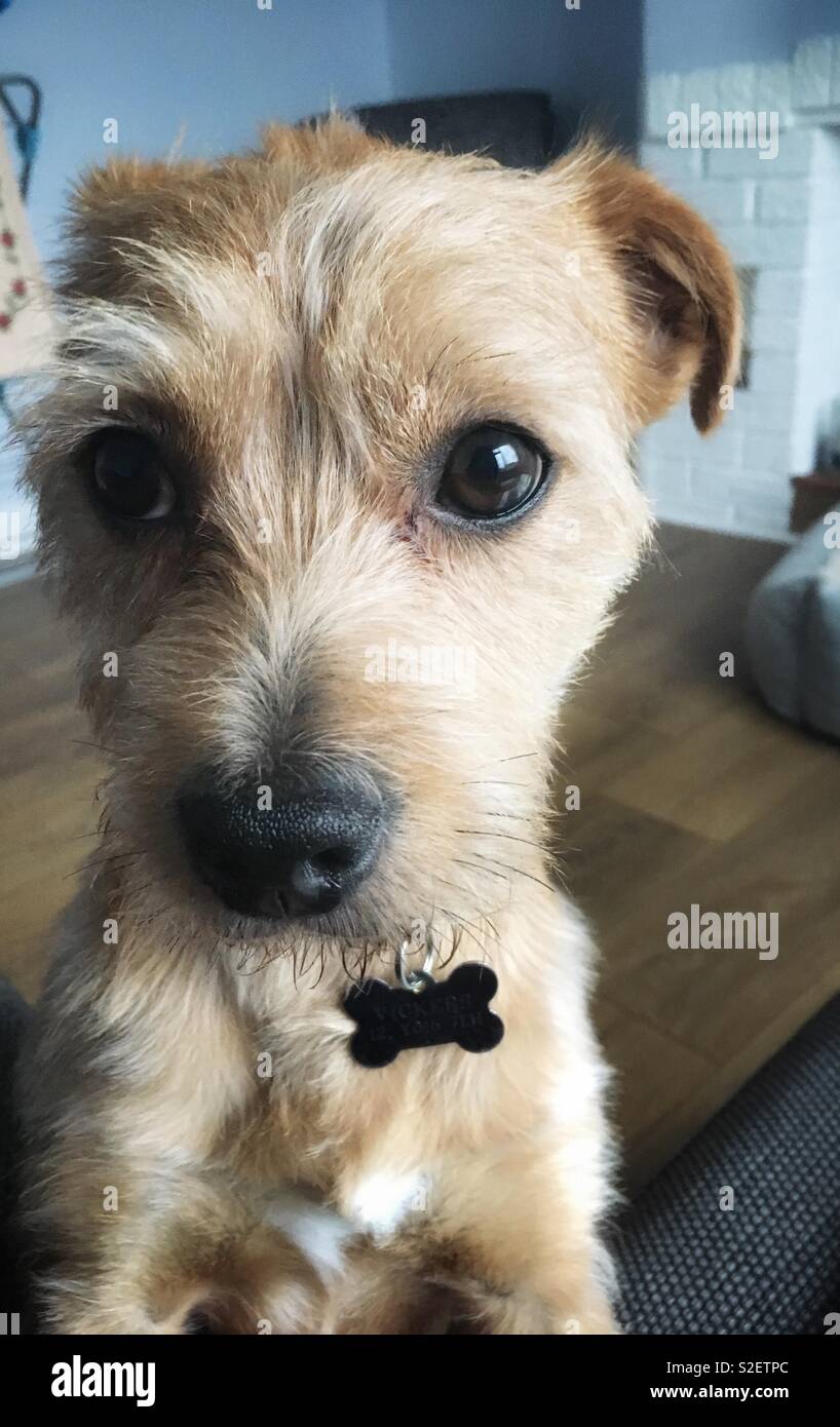 Cute puppy close up Stock Photo - Alamy