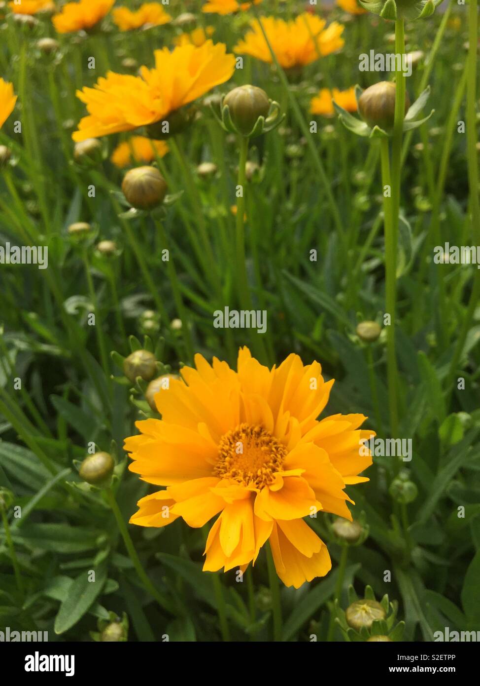 Coreopsis yellow. Tickseed Stock Photo - Alamy