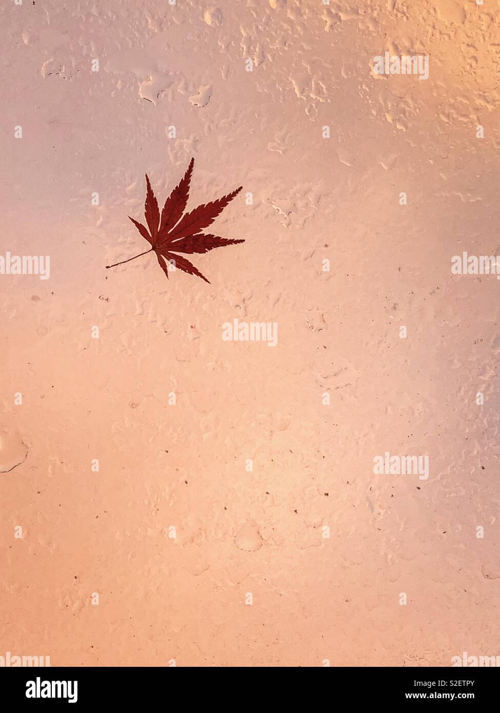 Floating leaf in the rain Stock Photo - Alamy