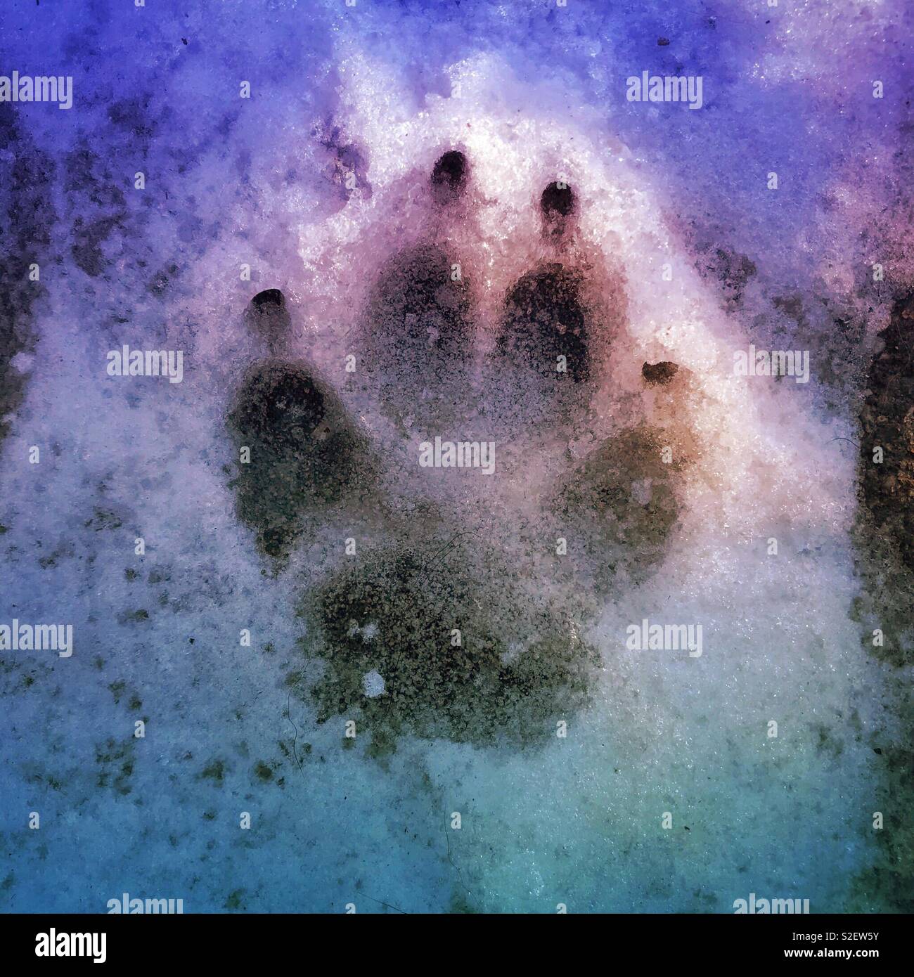 Dog paw print in snow hi-res stock photography and images - Alamy