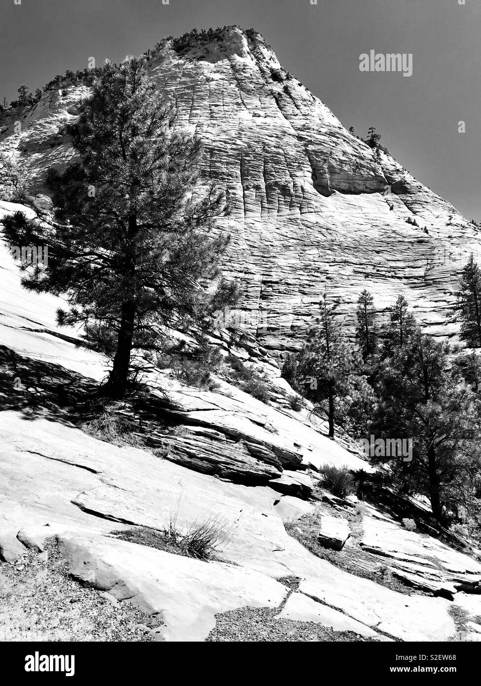 Utah Mesa with tree Stock Photo - Alamy