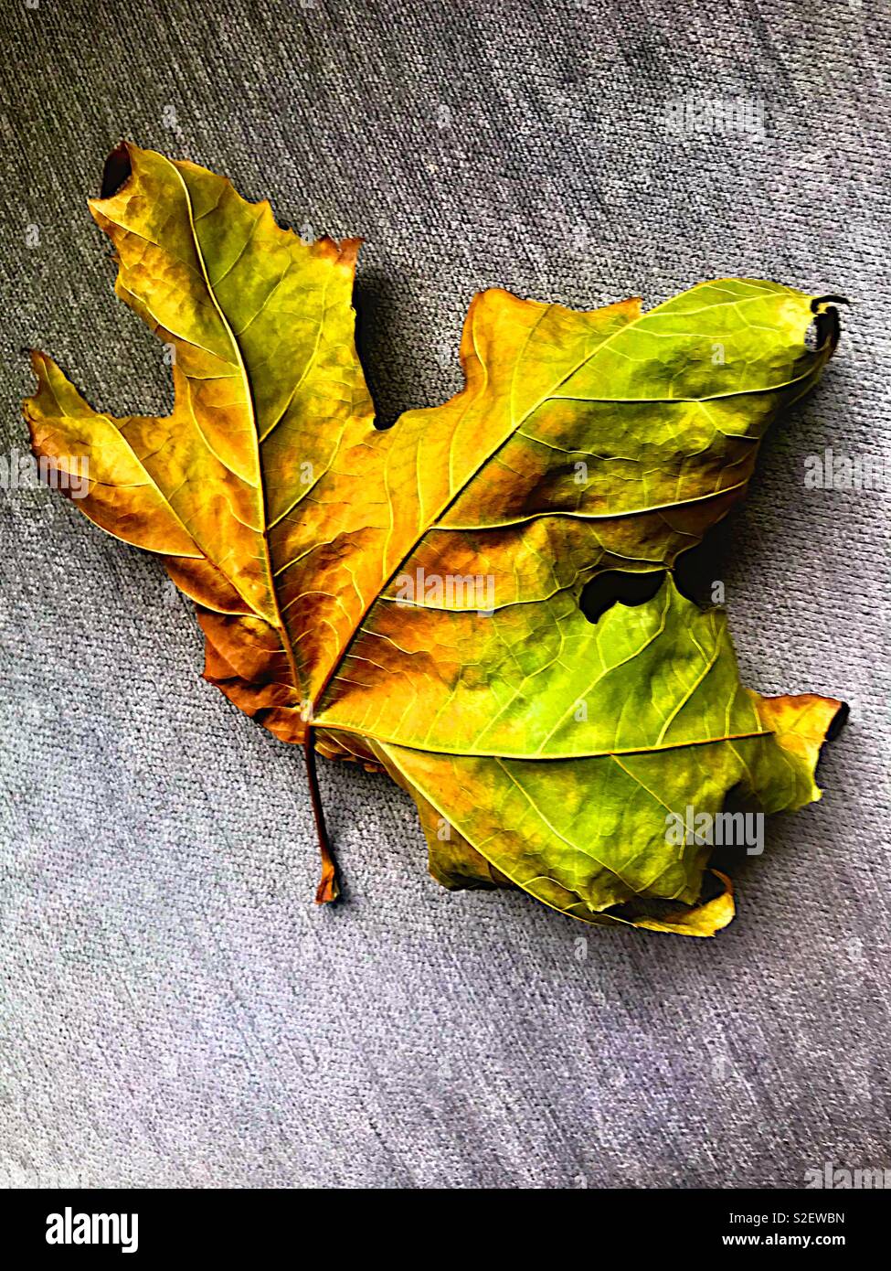 Dry, fall sycamore leaf Stock Photo - Alamy