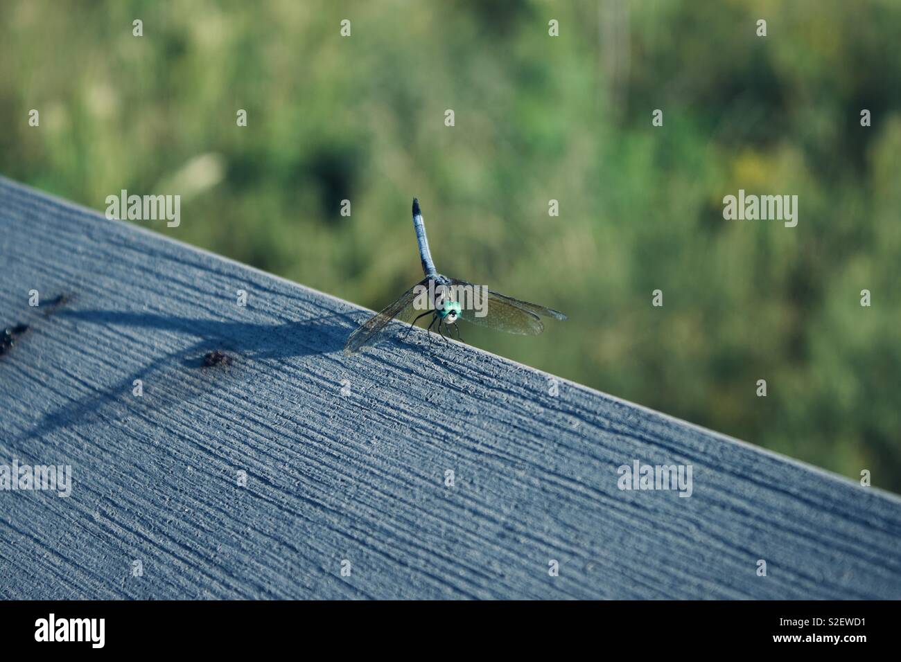 Dragonfly insect animal hi-res stock photography and images - Alamy