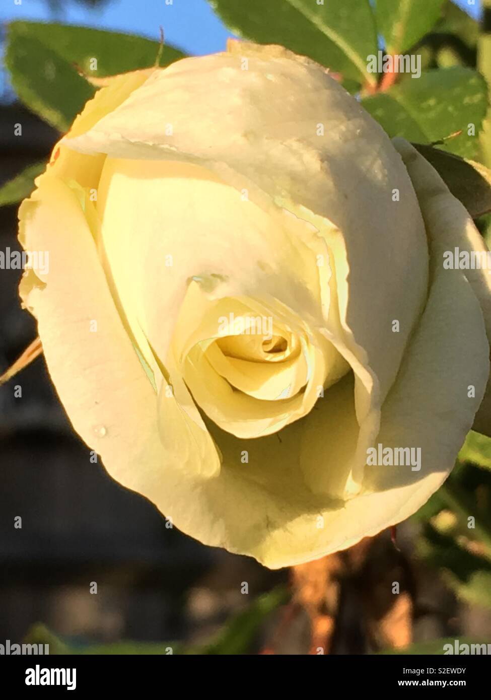 Cream flower hi-res stock photography and images - Alamy