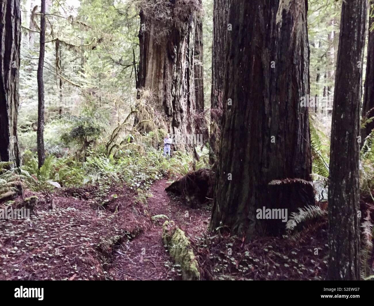 Man among redwoods hi-res stock photography and images - Alamy