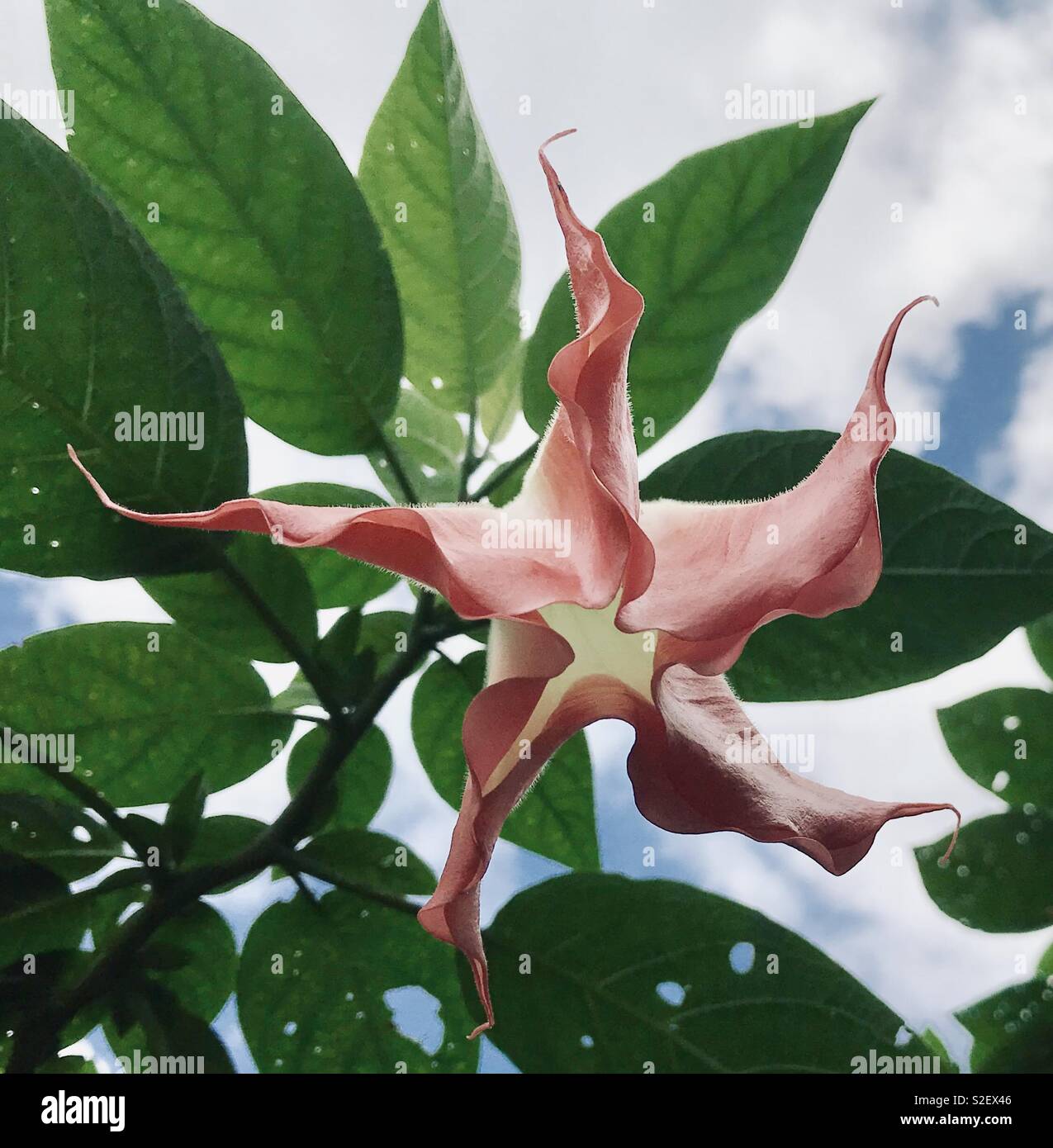 Trumpet flower hi-res stock photography and images - Alamy