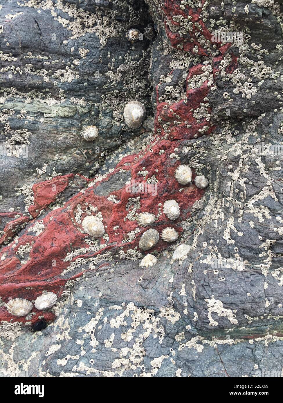 Sea shells in Cornwall Stock Photo - Alamy