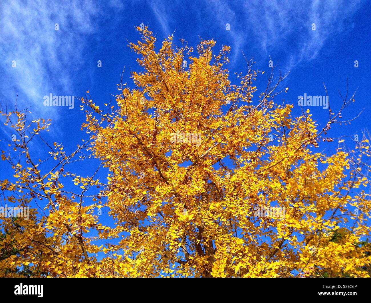 Ginkgo Biloba in Autumn Stock Photo - Alamy