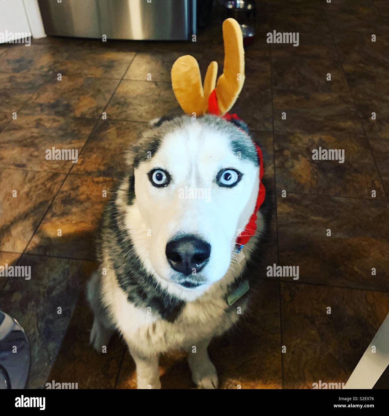 Max the dog grinch hi-res stock photography and images - Alamy