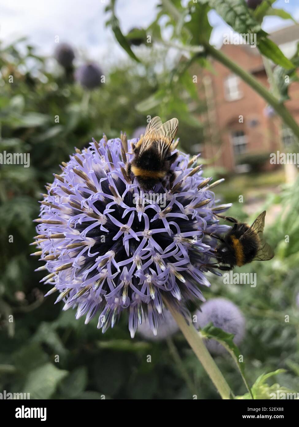 Bees pollinating allium Stock Photo - Alamy