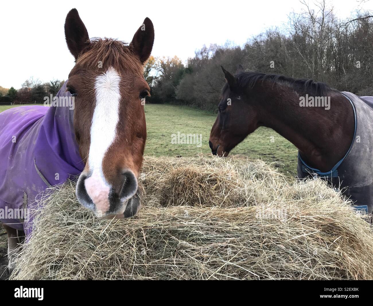 Two horses eating hay hi-res stock photography and images - Alamy