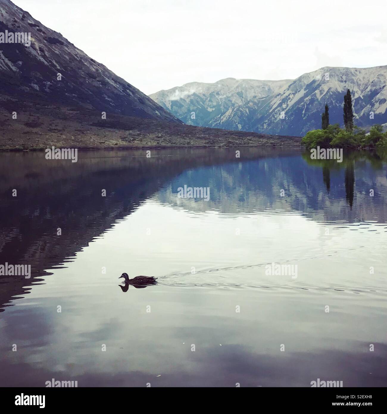 Duck gliding through lake in snow capped mountains Stock Photo - Alamy