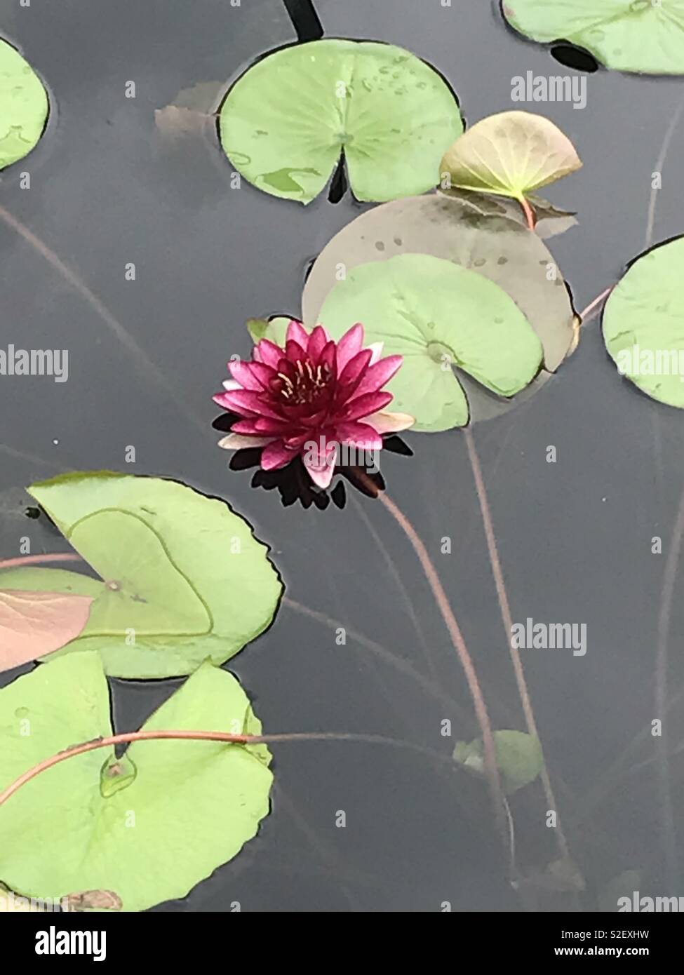 Red Water Lily High Resolution Stock Photography and Images - Alamy
