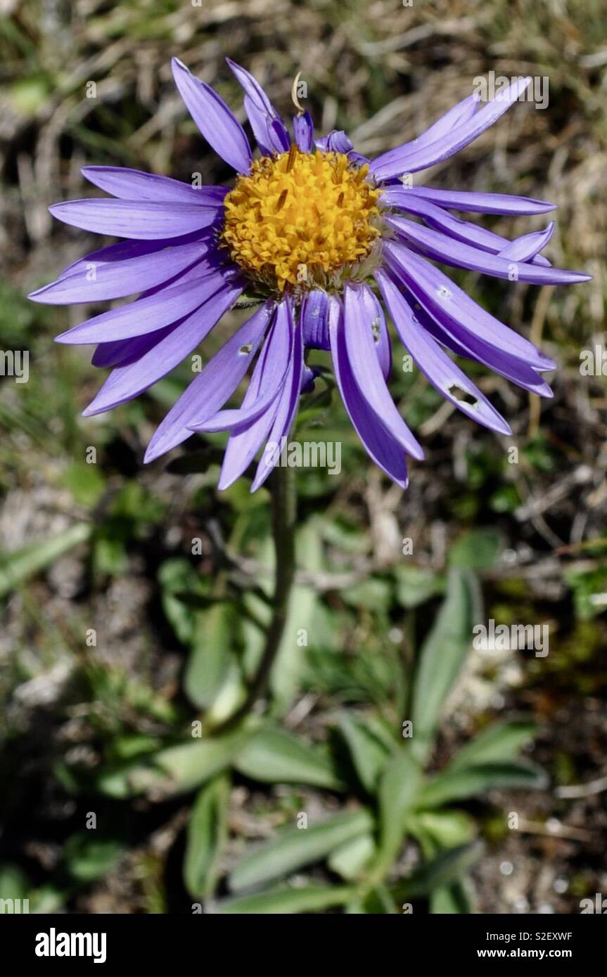 Swiss flower hi-res stock photography and images - Alamy
