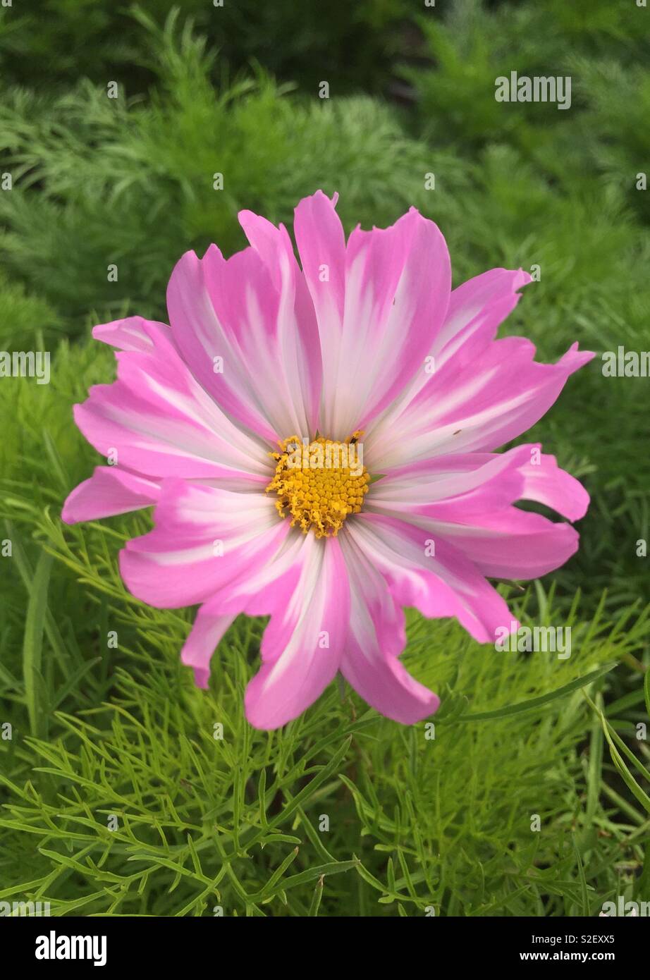 Single pink cosmos flower hi-res stock photography and images - Alamy