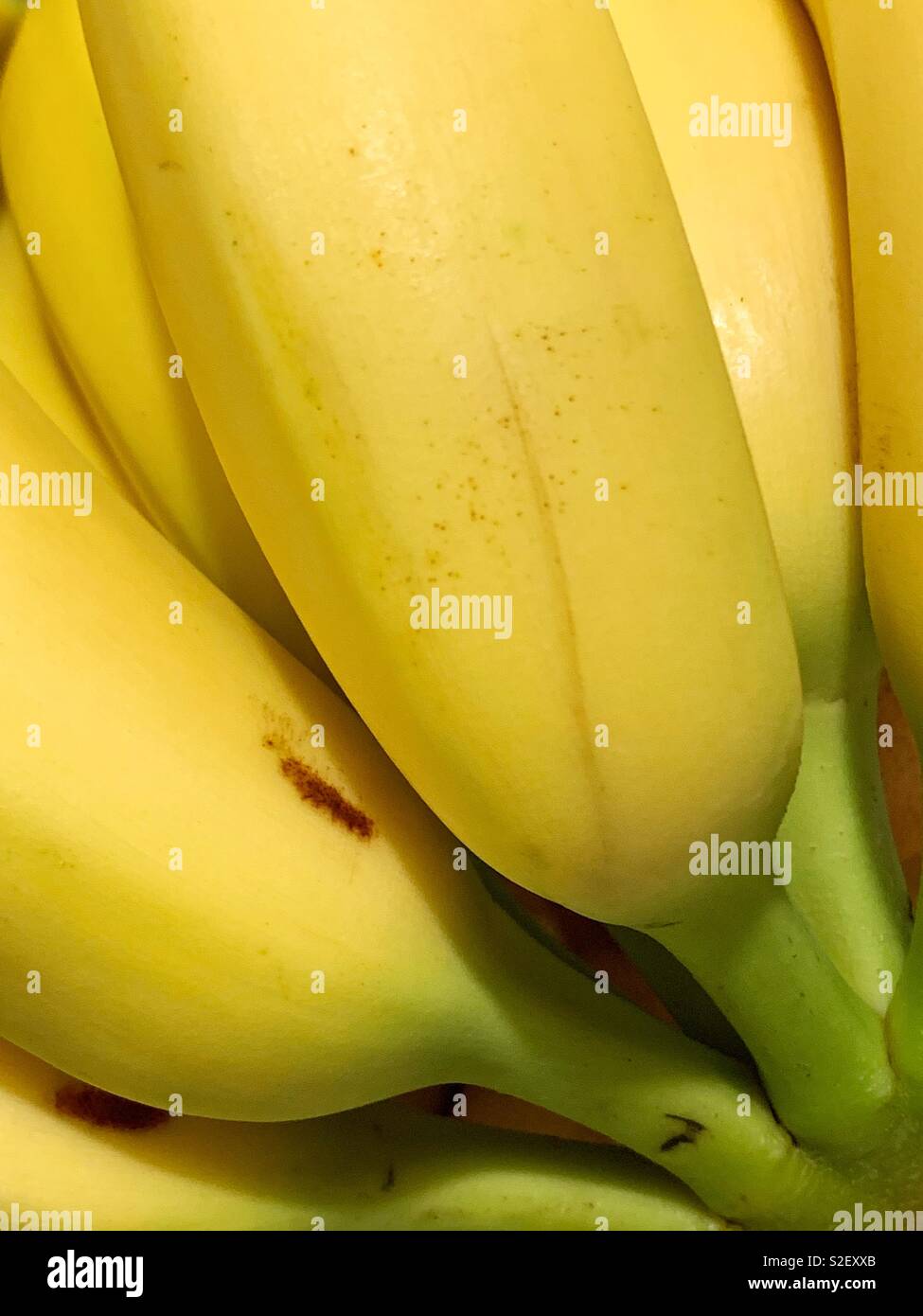 A close-up of bunch of newly ripened sweet tropical yellow bananas in a ...