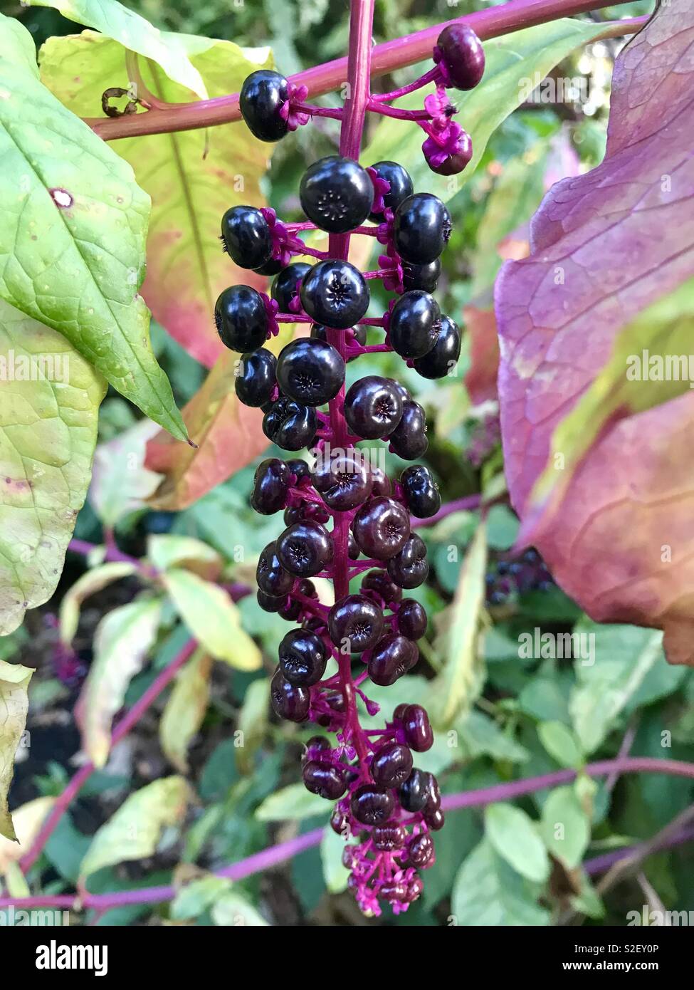 Purple autumn purple berries hi-res stock photography and images - Alamy