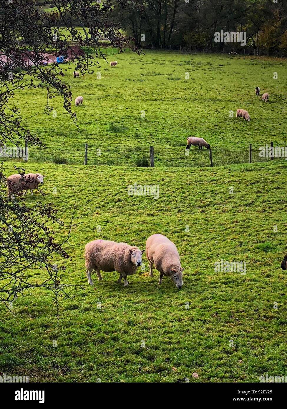 Sheep in the countryside Stock Photo - Alamy