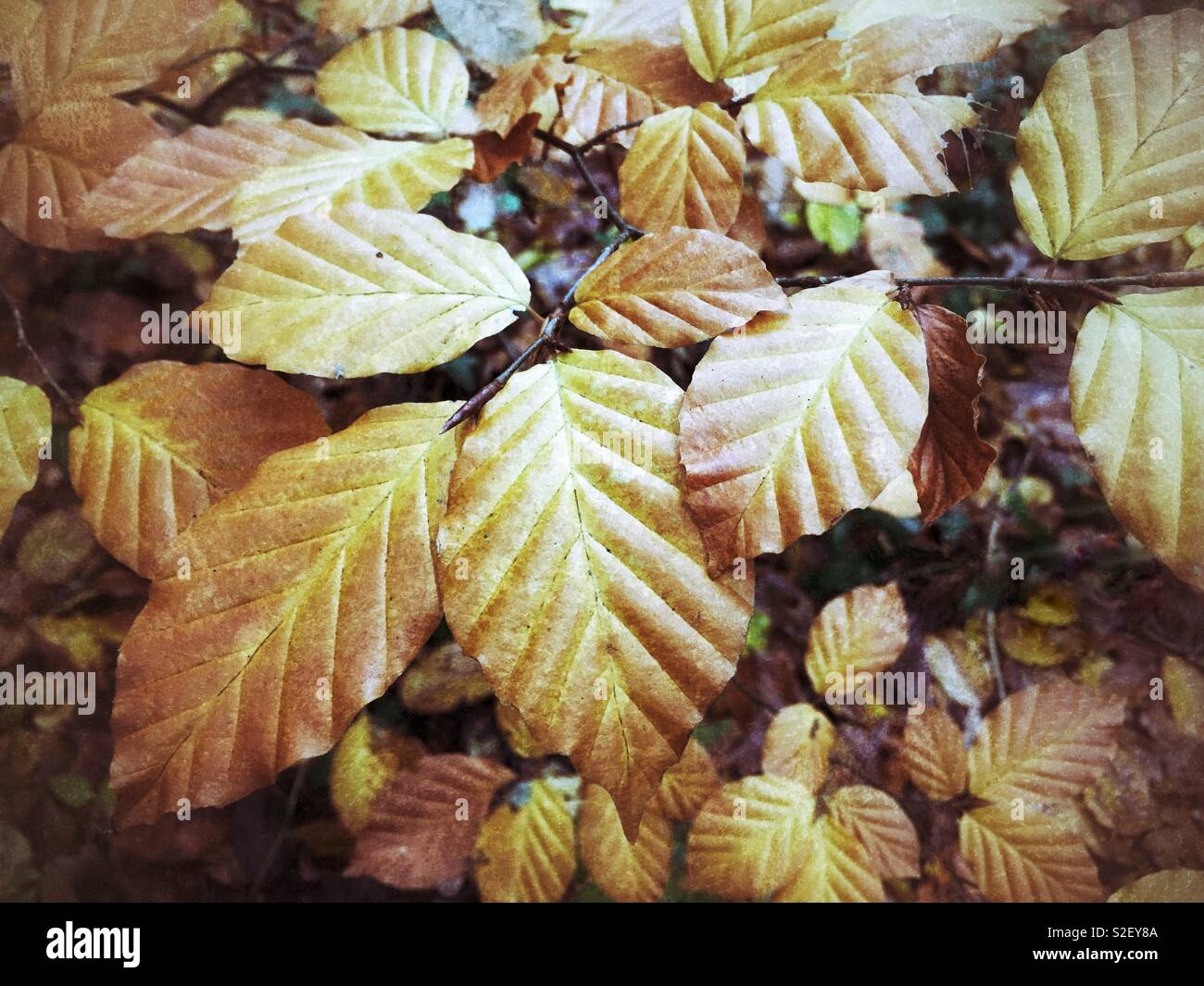 Golden beech hi-res stock photography and images - Alamy