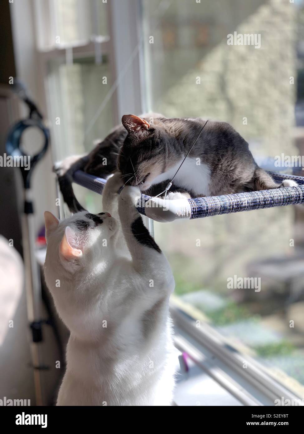 Playing cats hi-res stock photography and images - Alamy