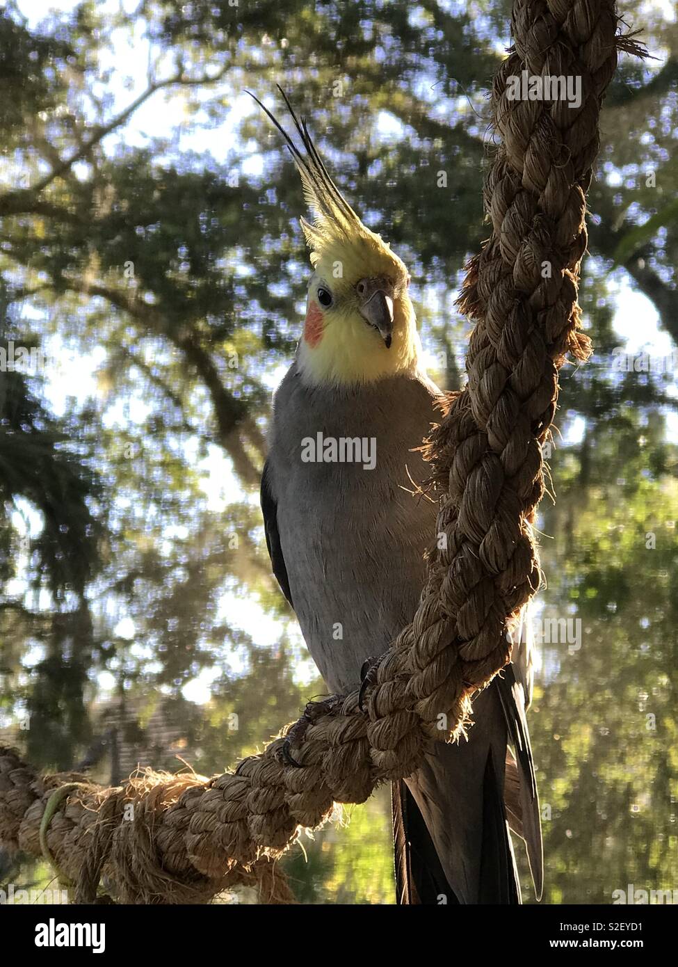 Happy cockatiel hi-res stock photography and images - Alamy