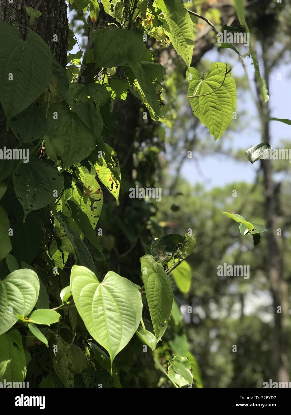 Greenery shapes hi-res stock photography and images - Alamy
