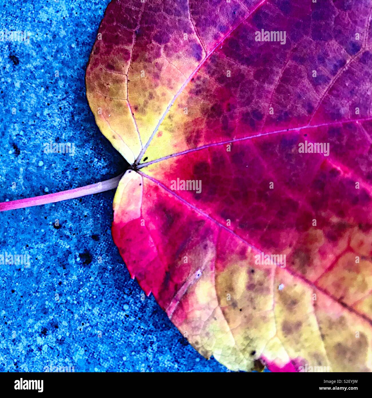 Maroon fall colors hi-res stock photography and images - Alamy