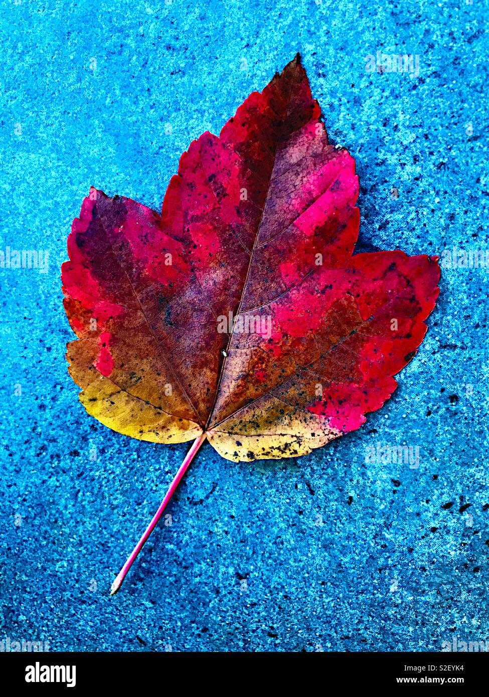 Colorful fall maple leaf Stock Photo - Alamy