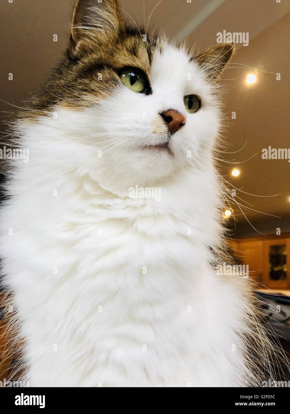 Haughty Eyes High Resolution Stock Photography and Images - Alamy