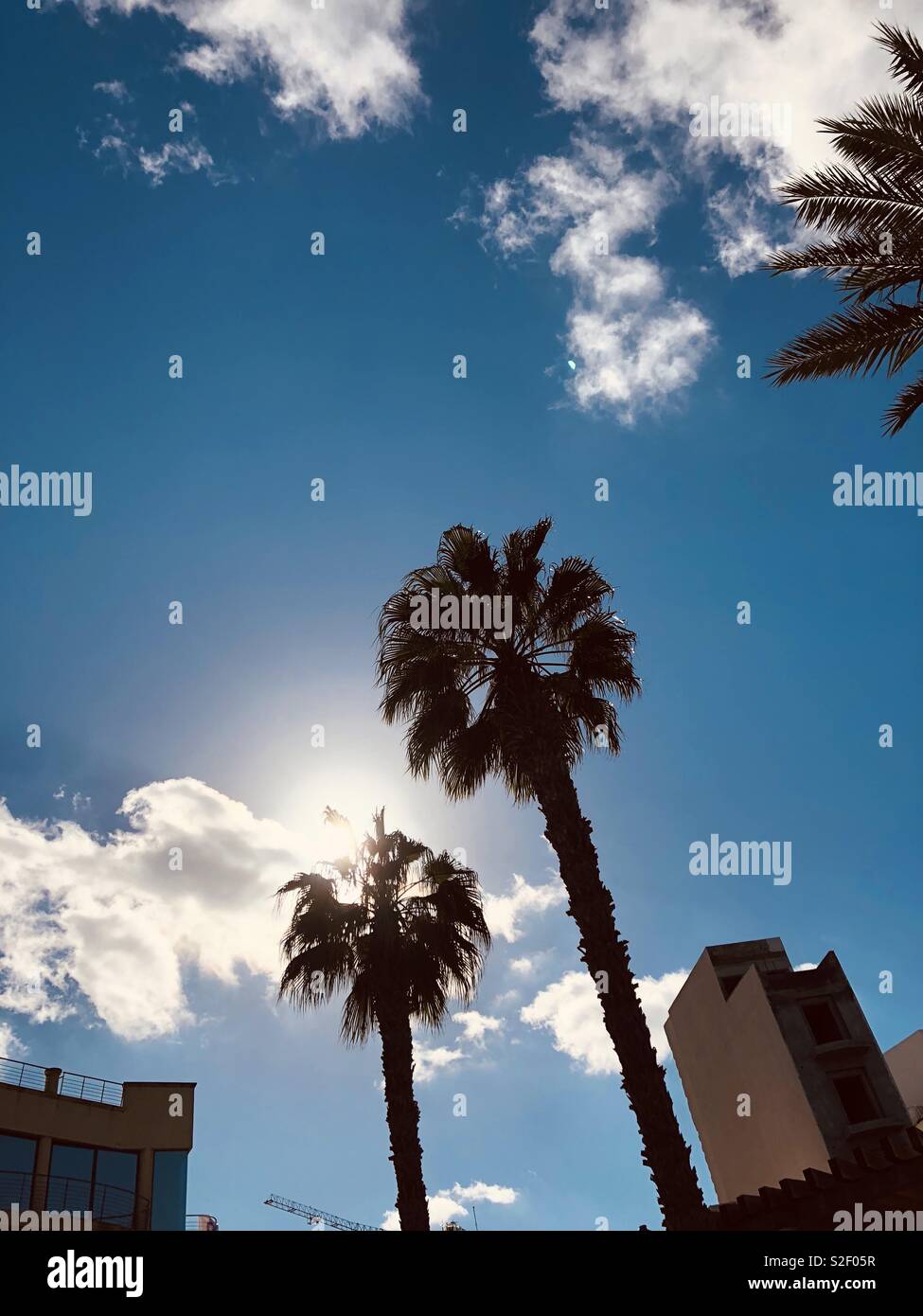 Urban palm trees Stock Photo - Alamy