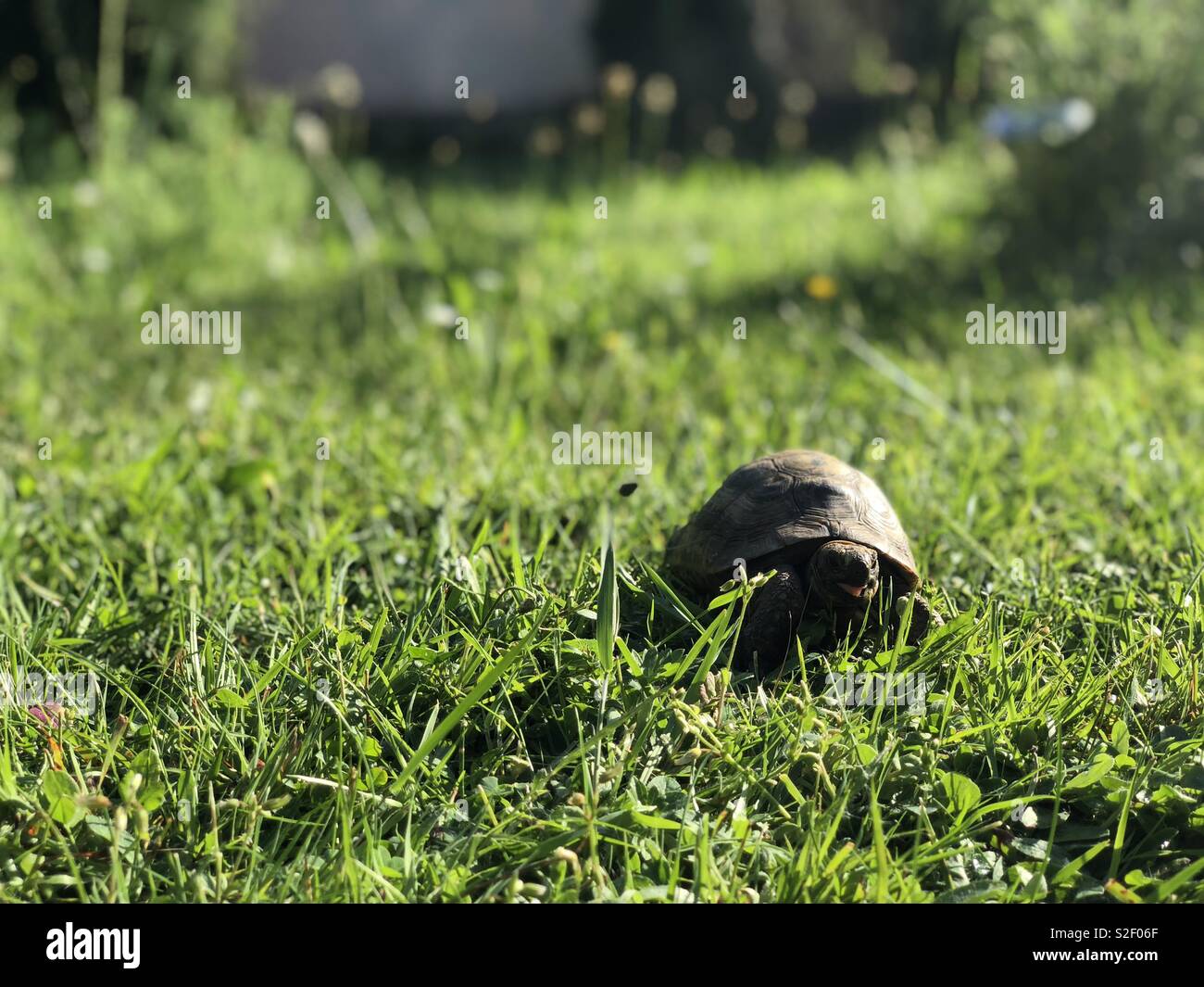 Tortoise mouth open hi-res stock photography and images - Alamy