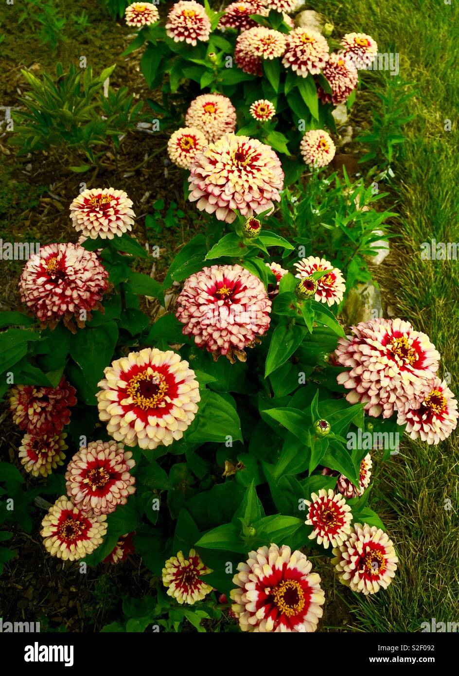 White Zinnias High Resolution Stock Photography and Images - Alamy