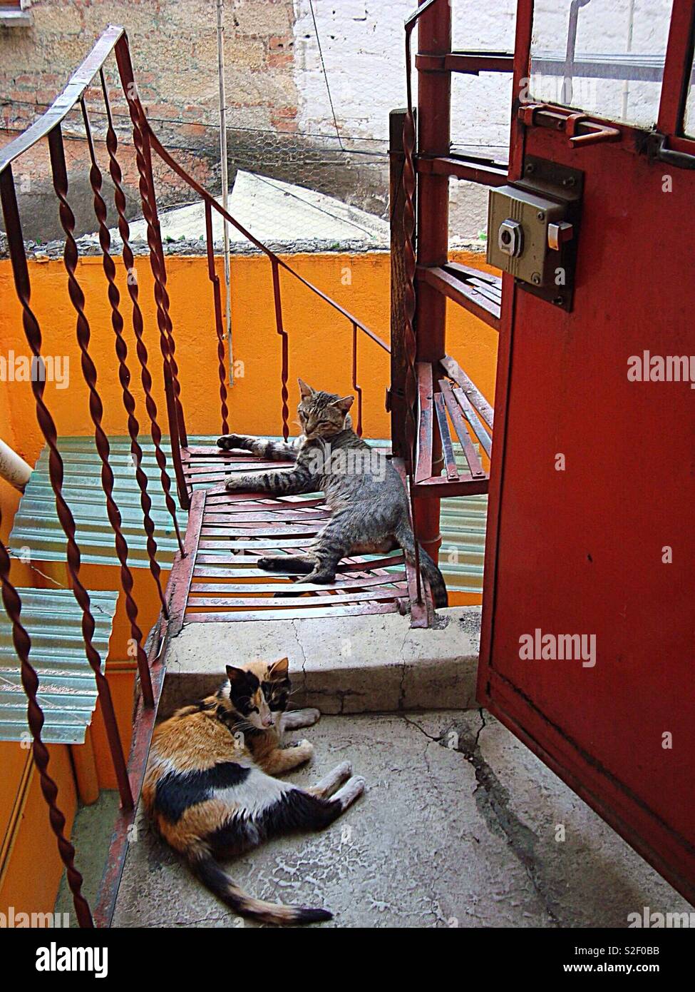 Cats chilling on the stairs Stock Photo - Alamy