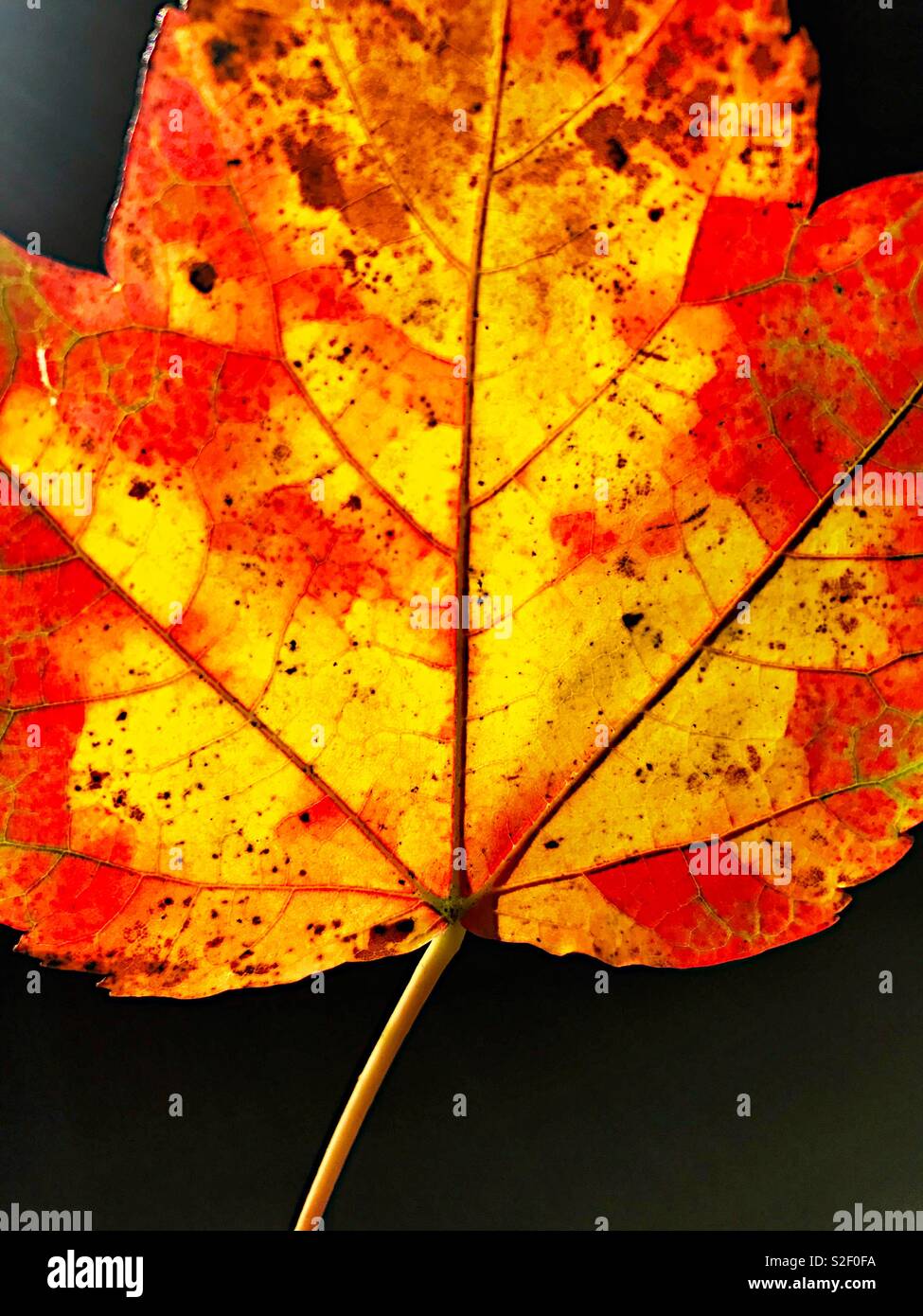 Colorful, backlit, fall maple leaf Stock Photo - Alamy