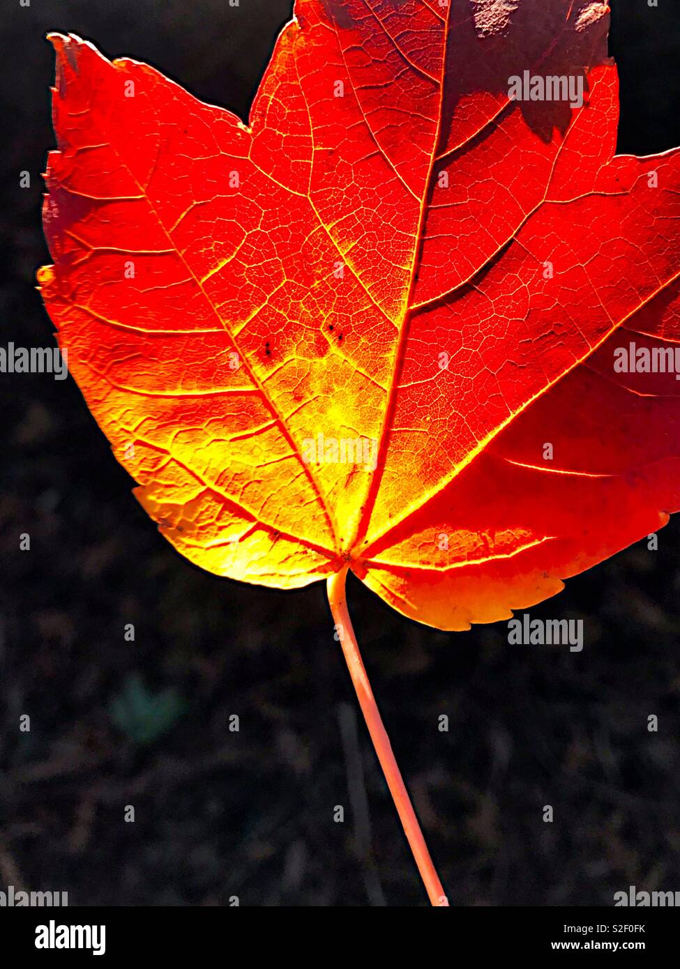 Colorful, fall maple leaf, backlit Stock Photo - Alamy