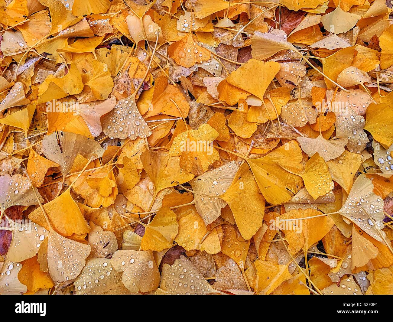 Ginko leaves hi-res stock photography and images - Alamy