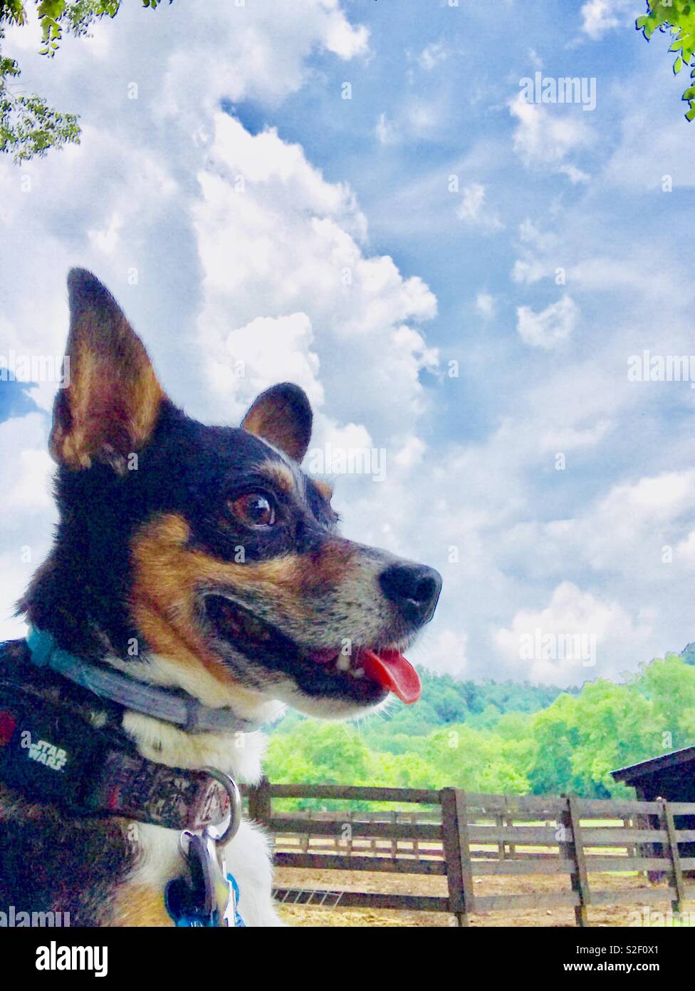 Country Life of a Cheagle dog Stock Photo - Alamy