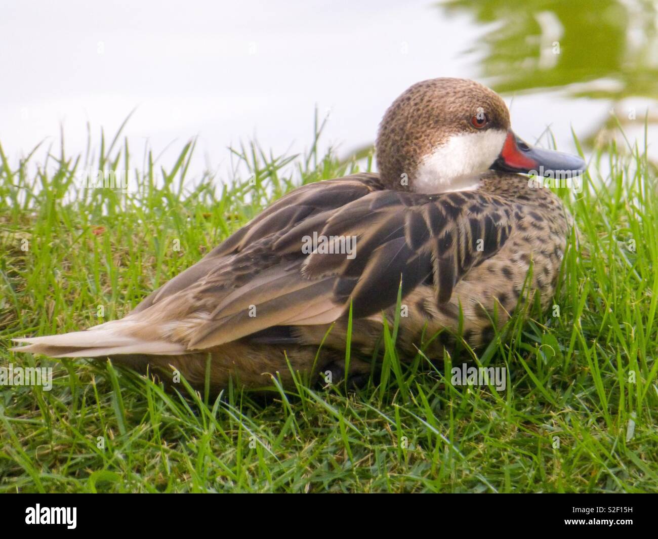 A sitting duck Stock Photo - Alamy