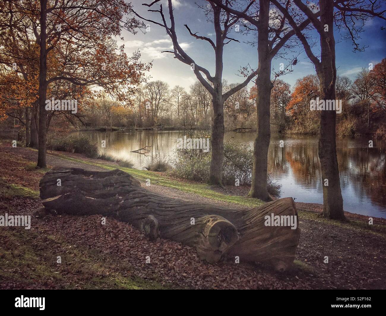 Fallen log hi-res stock photography and images - Alamy