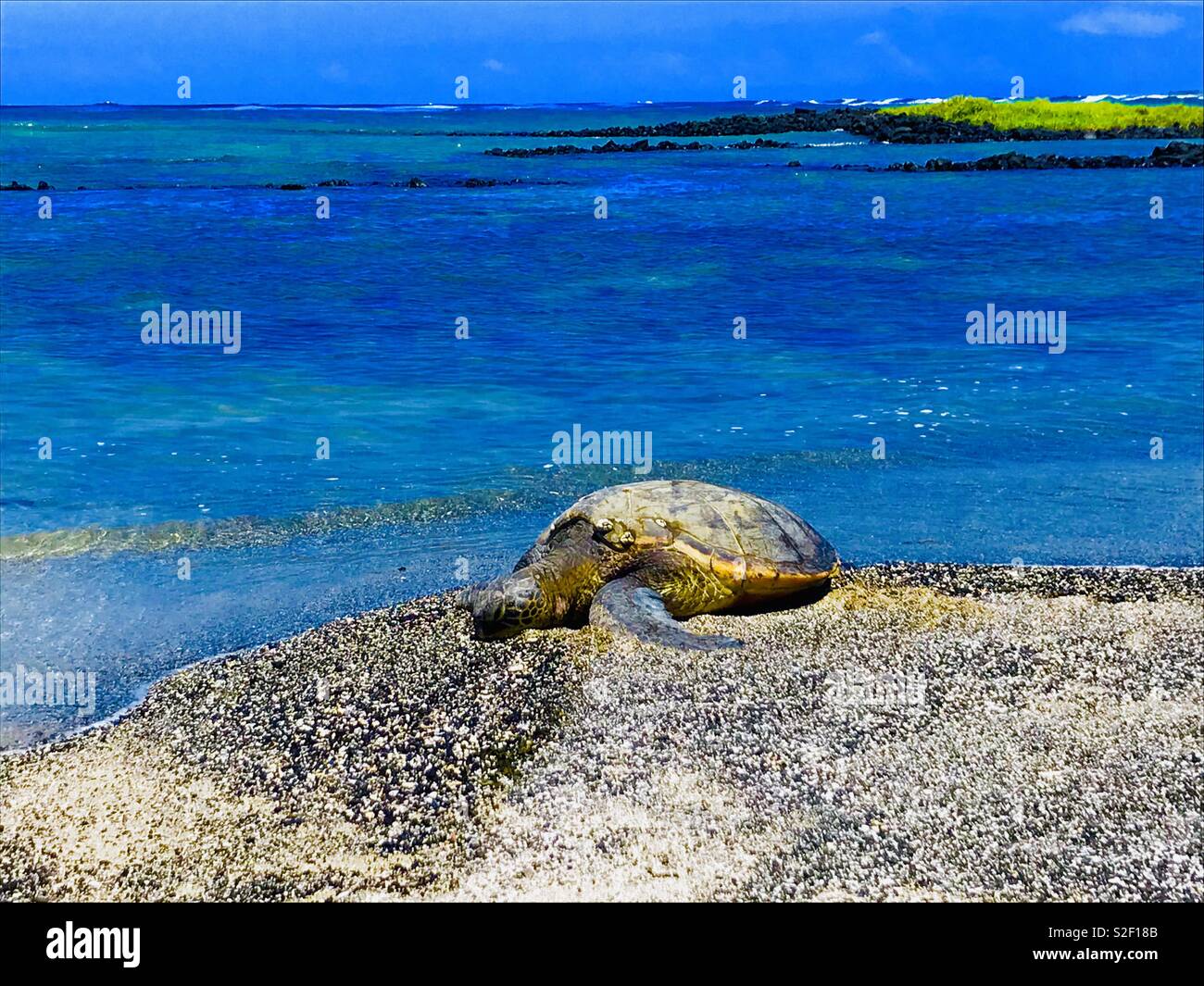 Turtle on the beach Stock Photo - Alamy