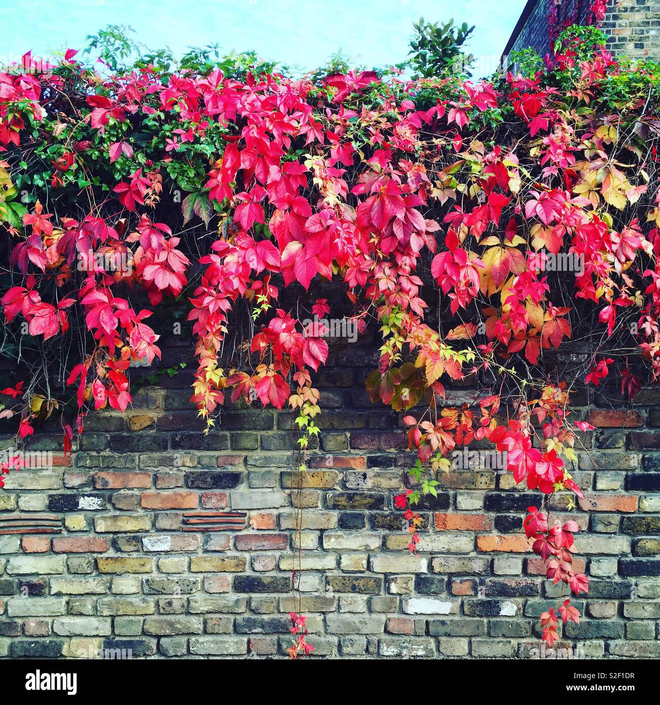 Autumn leaves on a brick wall in London Stock Photo - Alamy