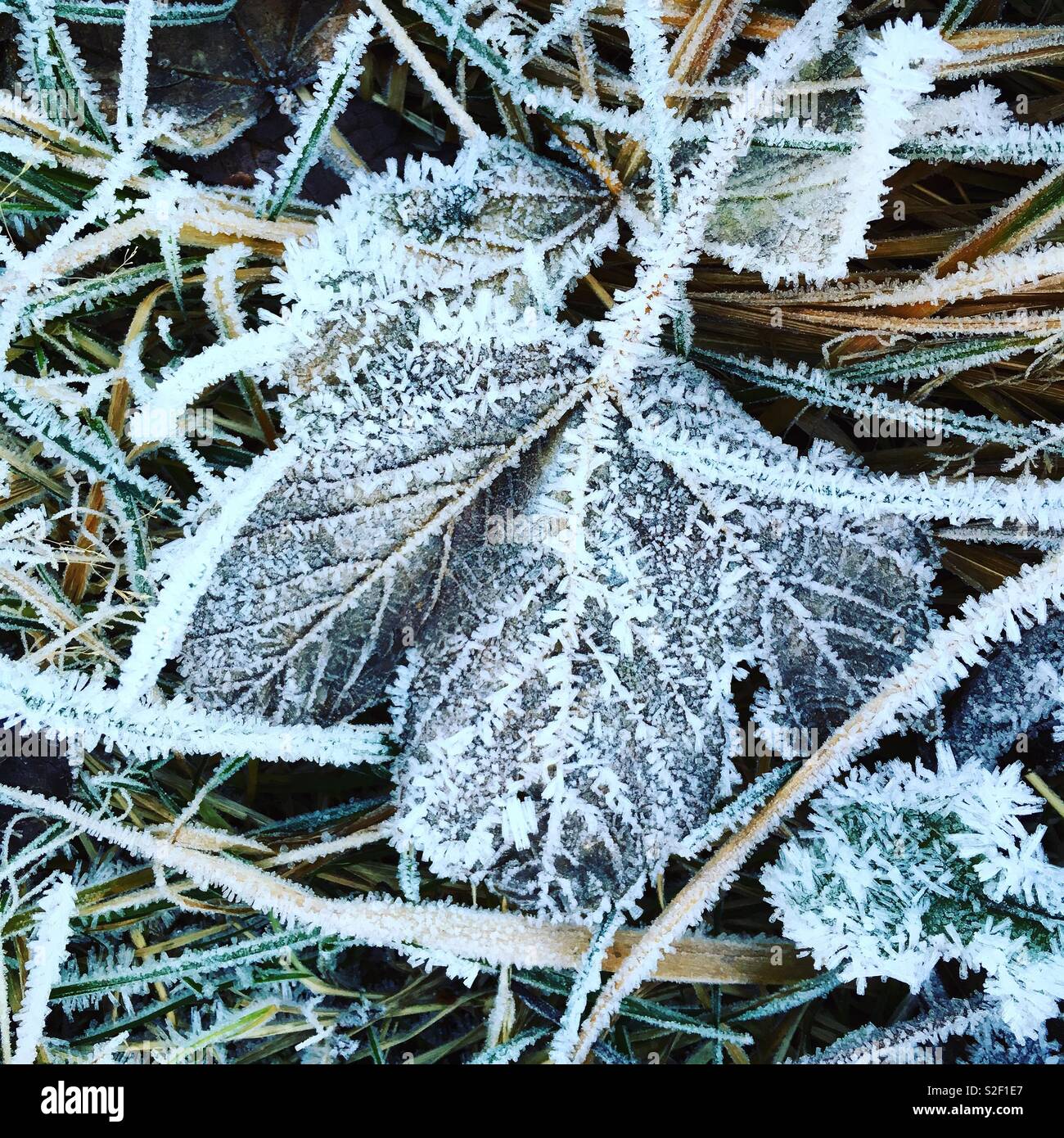 Frosty leaf hi-res stock photography and images - Alamy